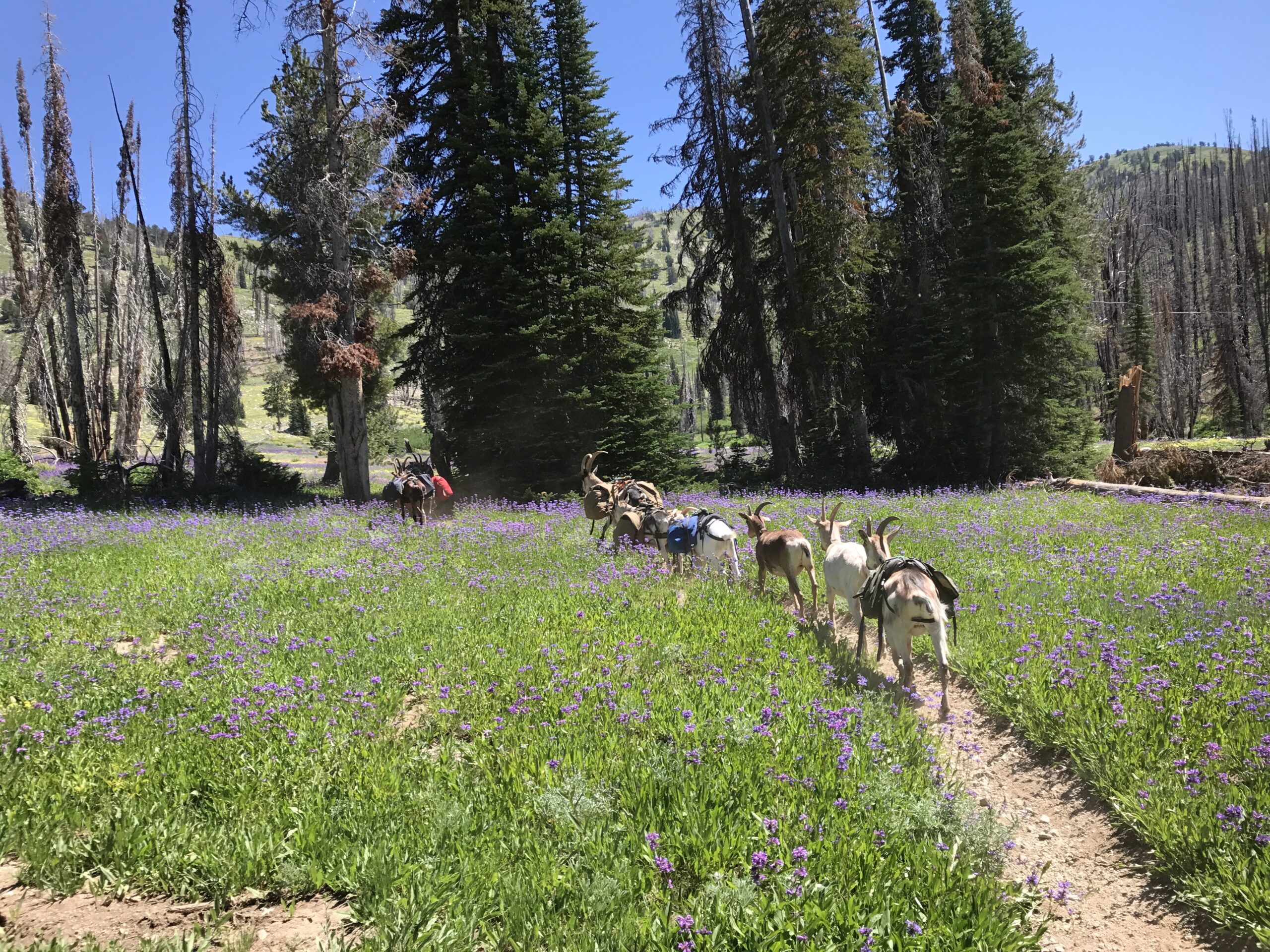 Training Pack Goats: A Complete How To - Packgoats.com