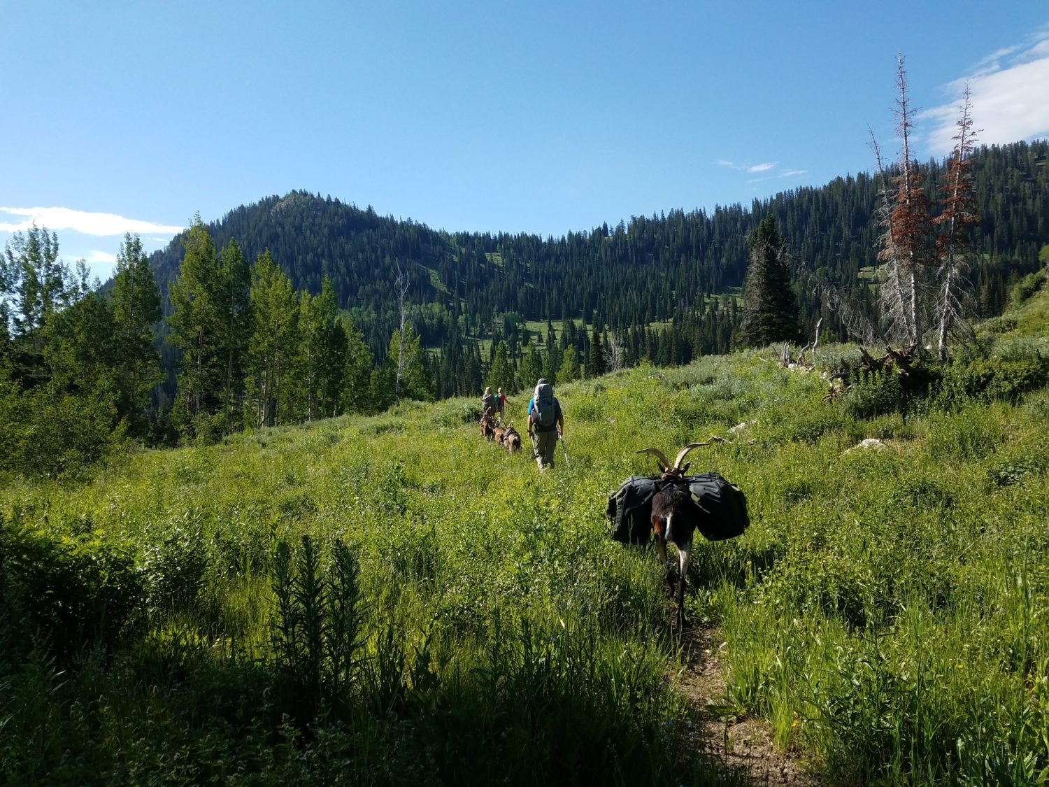 New goat packer: lessons learned from our first trip with pack goats.