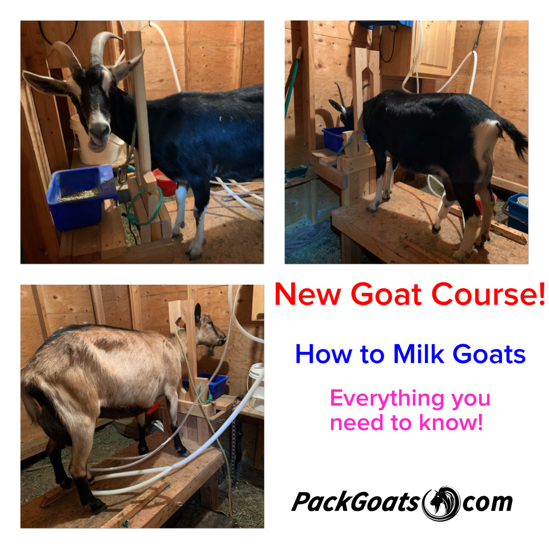 Milk Goat Health and Wellness - Packgoats.com
