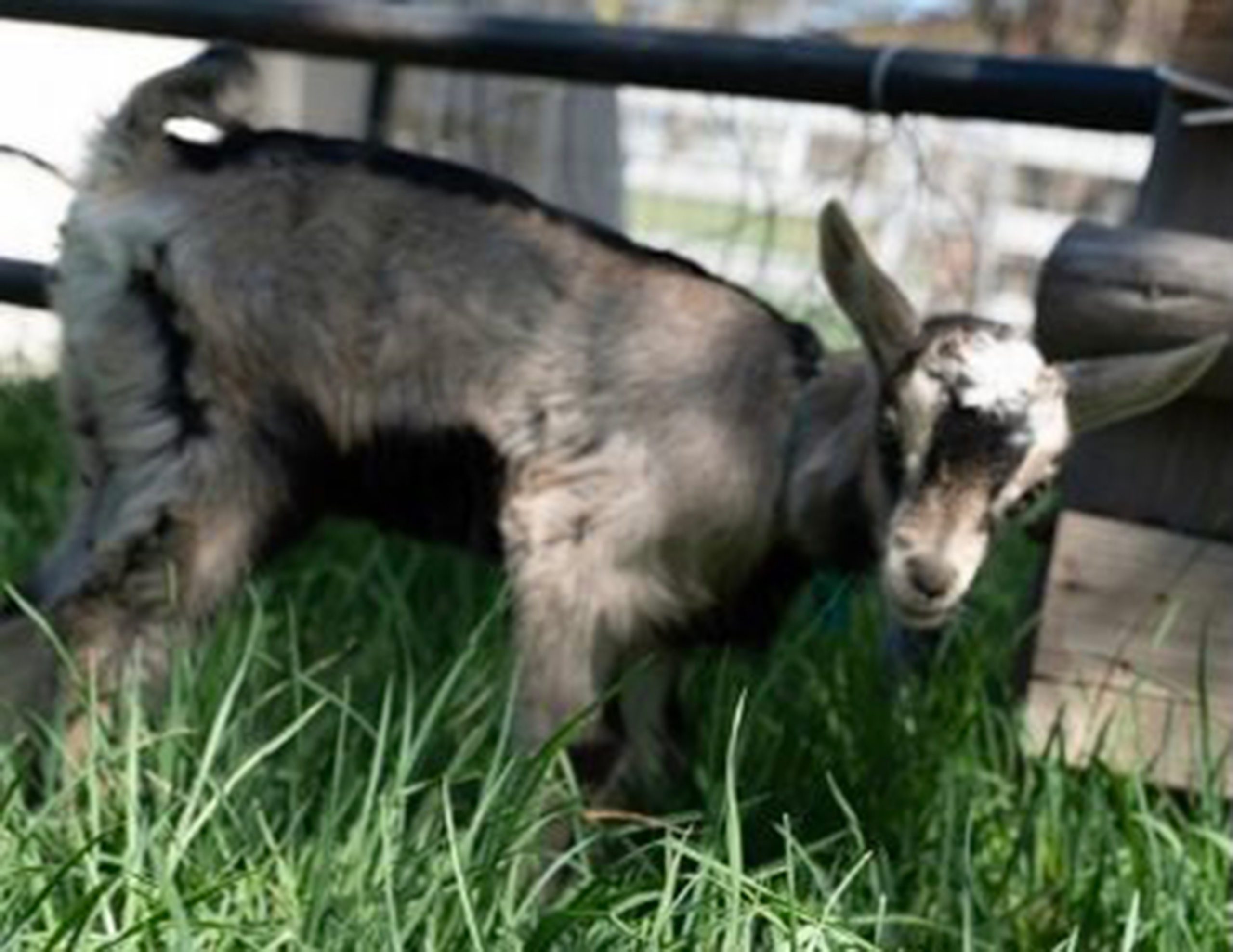 What Is Floppy Kid Syndrome - Packgoats.com Packgoats.com