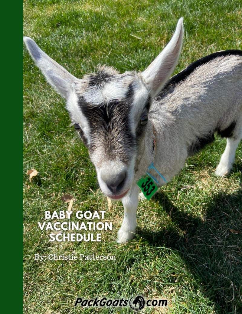 Baby Goat Vaccination Schedule Guide - Packgoats.com
