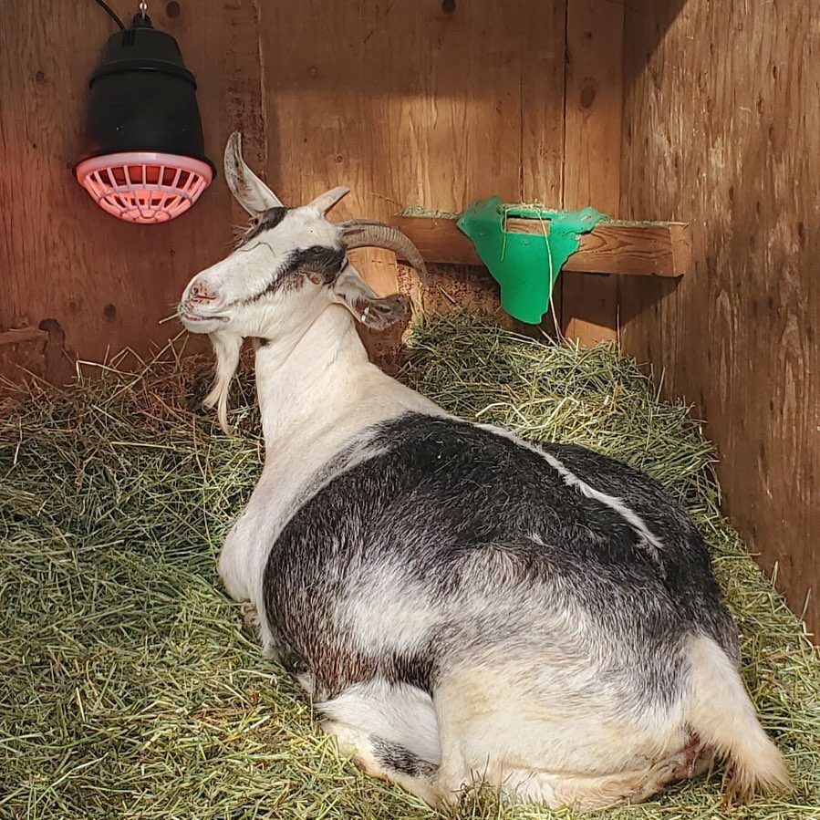 3 Ways to Know if Your Goat is Pregnant - Packgoats.com