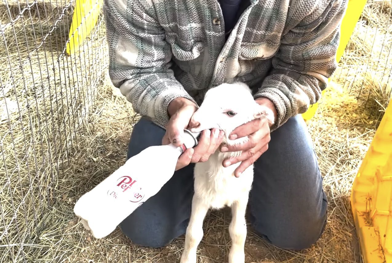 How To Handle A Baby Goat When They Won’t Take A Bottle - Packgoats.com