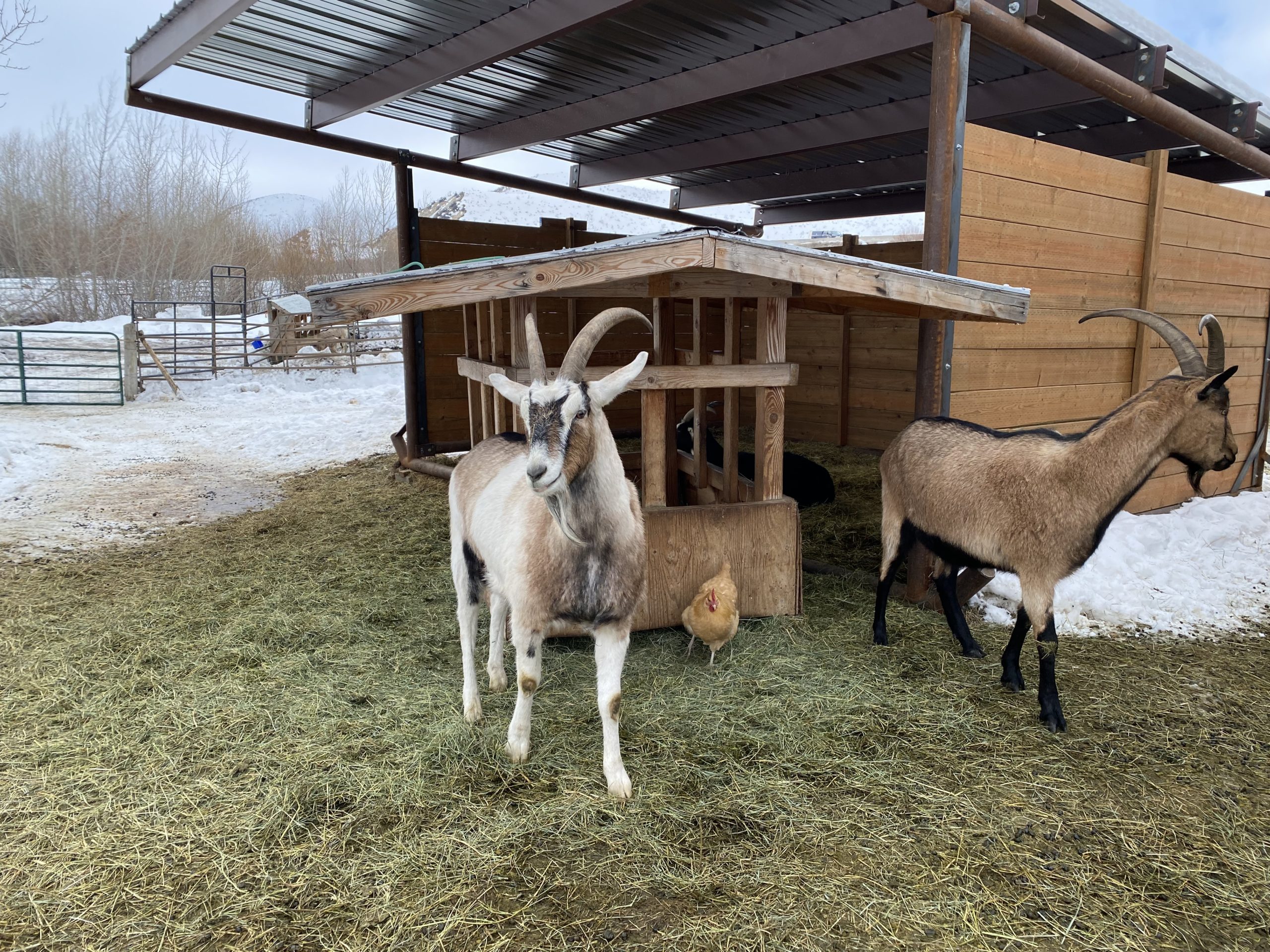 Keeping Your Goats Healthy In Winter - Packgoats.com