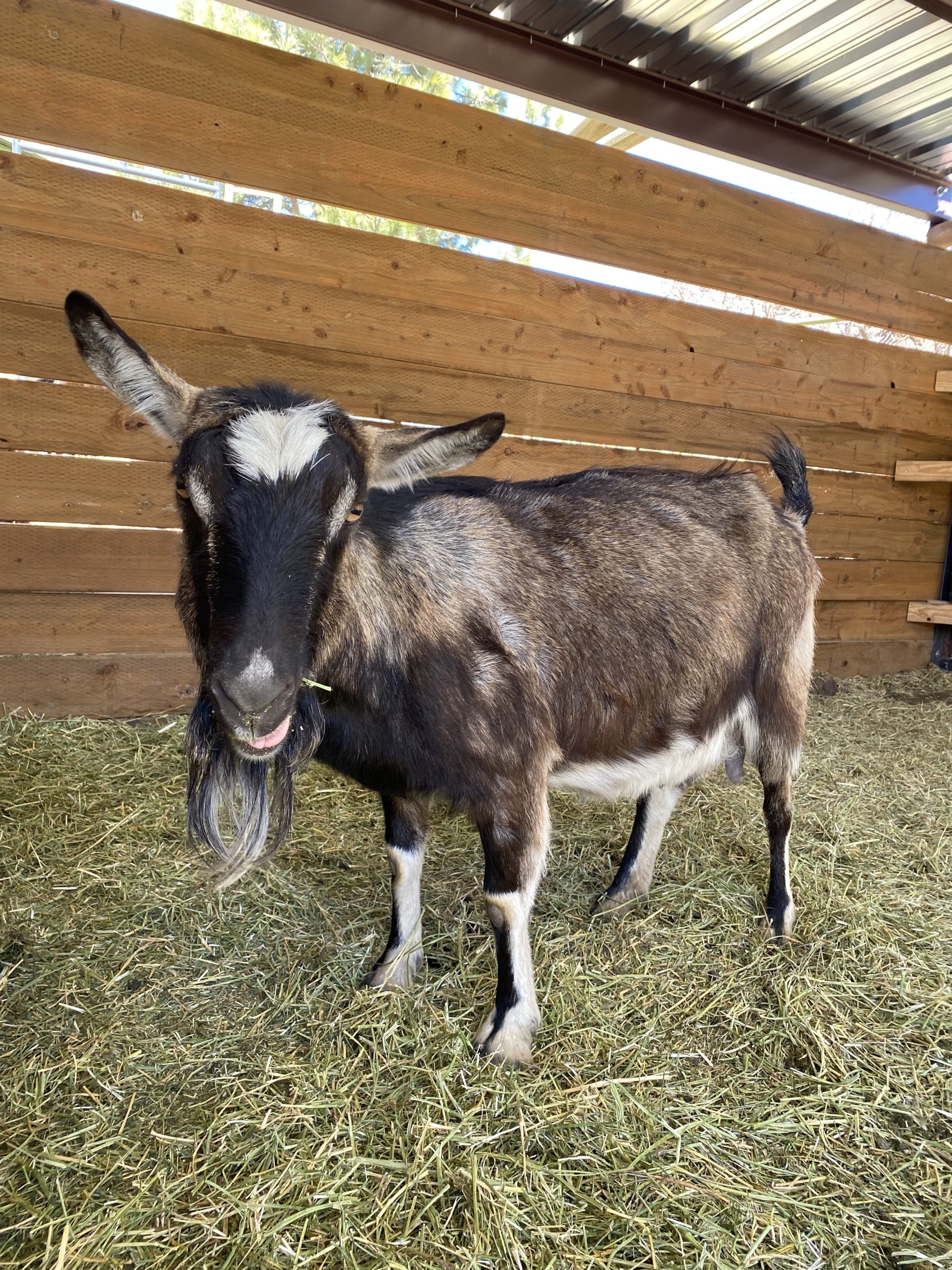 Breeding Your Doe - Packgoats.com