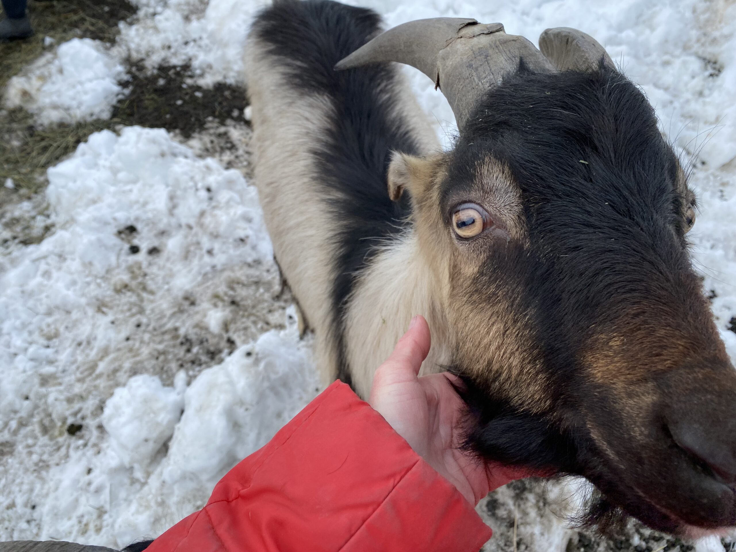 Helping Goats Thrive In Winter - Packgoats.com
